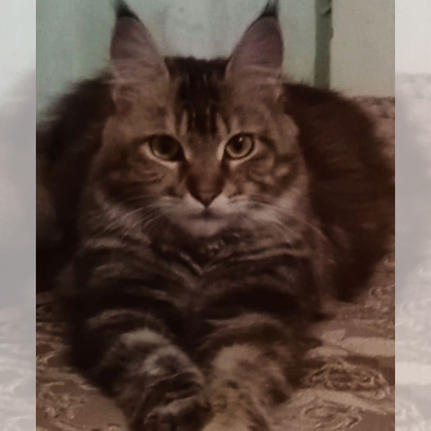 Кошка Мейн-кун