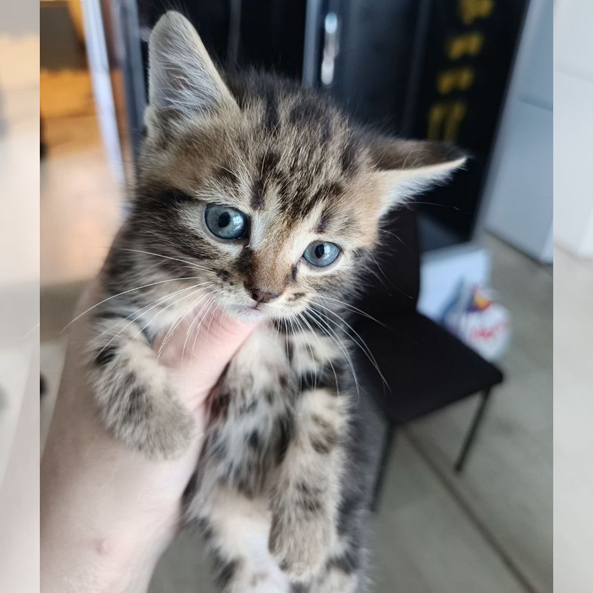 Сибирский котёнок