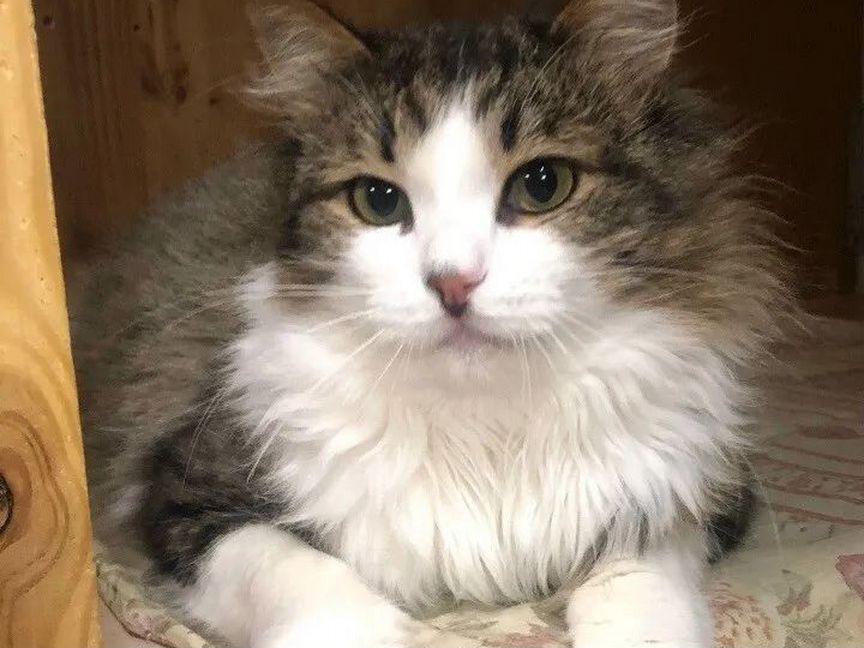 Котик в добрые руки