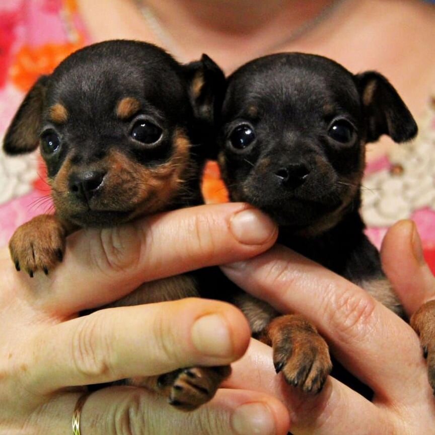 Шикарные цветные малыши рус тоя