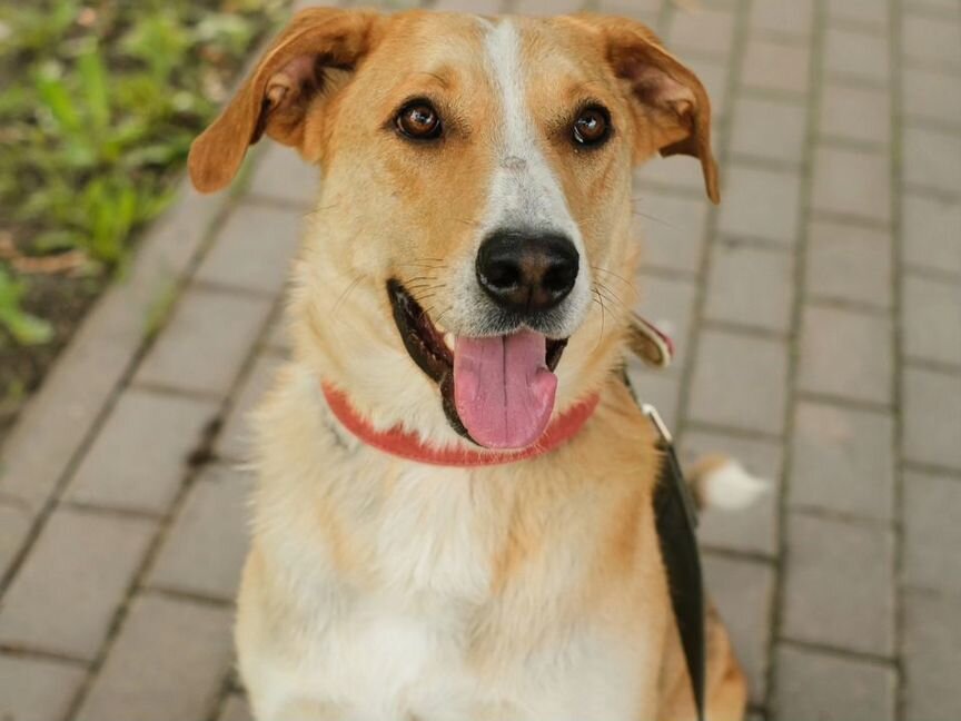 Челси из приюта в добрые руки