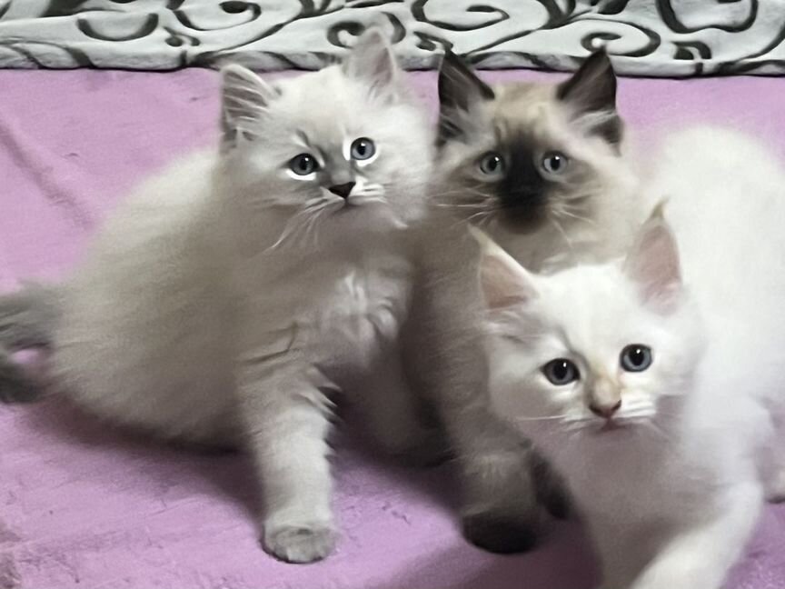 Невская маскарадная котята