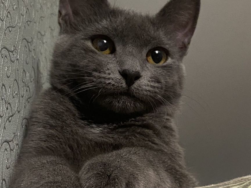 Кошечка в добрые руки