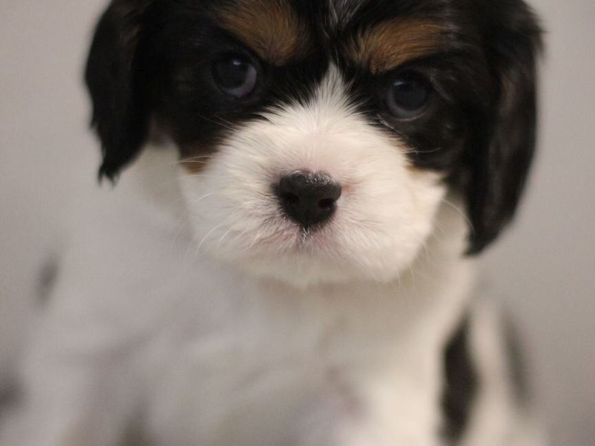 Девочка Кавалерочка