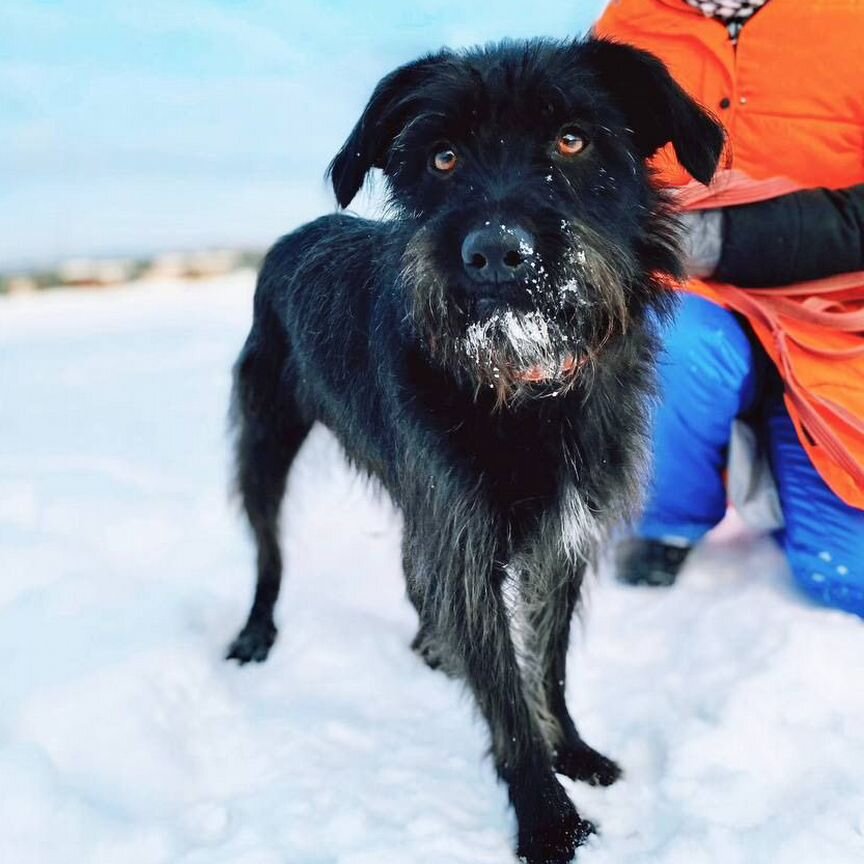 Взрослый пёс в добрые руки