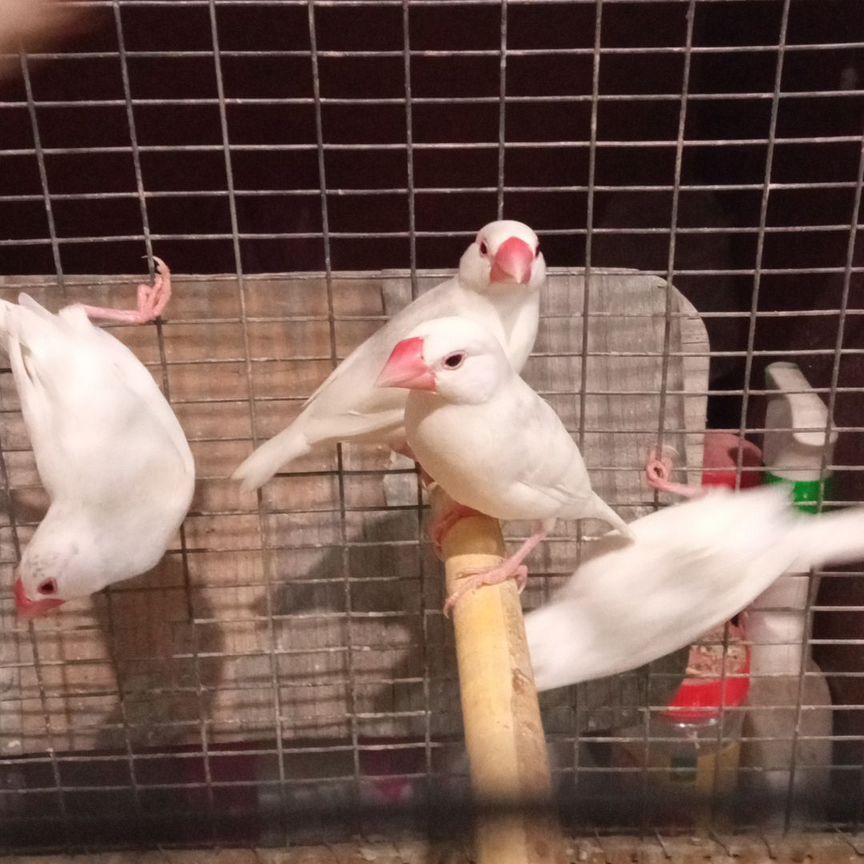 Амадина Рисовка