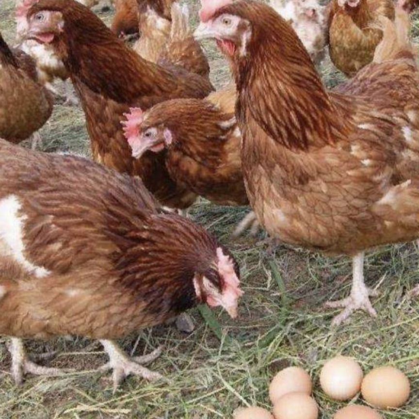 Куры несушки продам