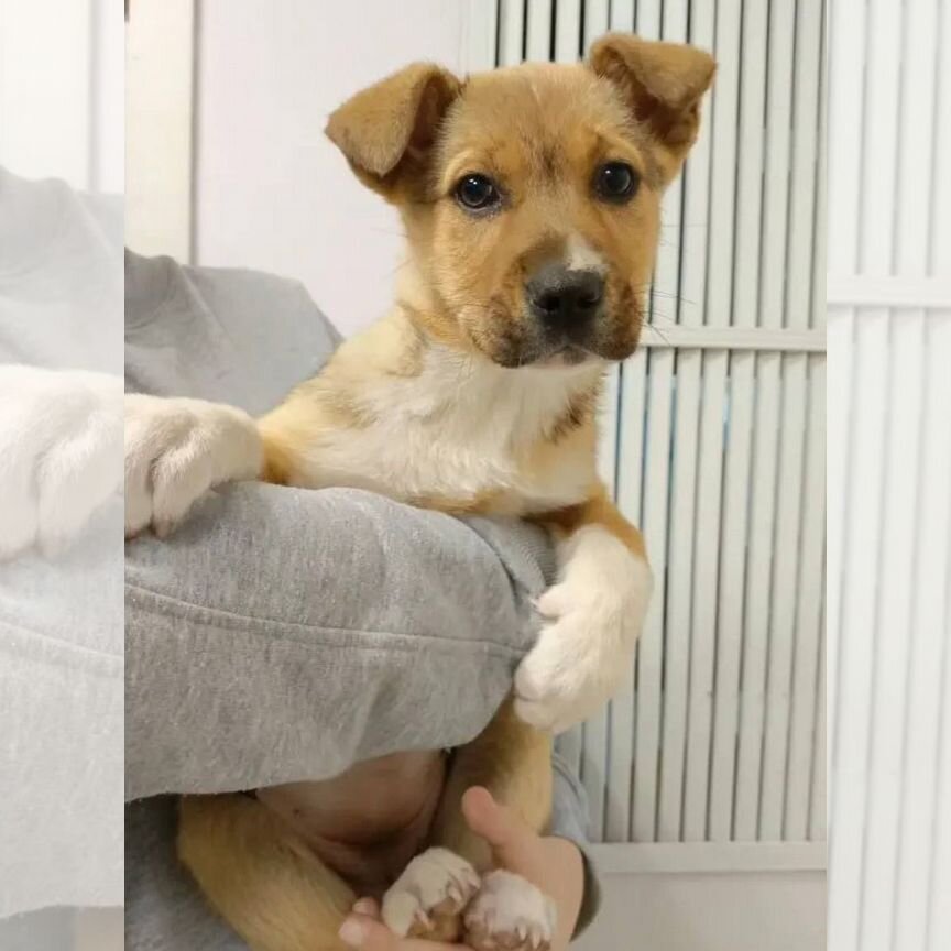 Щенок в добрые руки