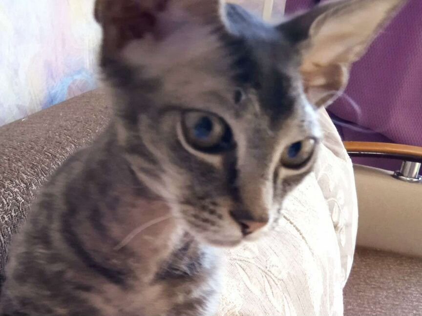 Донской сфинкс