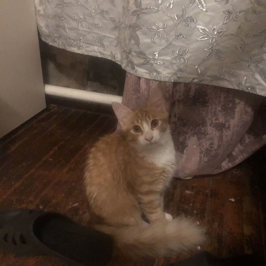 Мейкун котенок мальчик