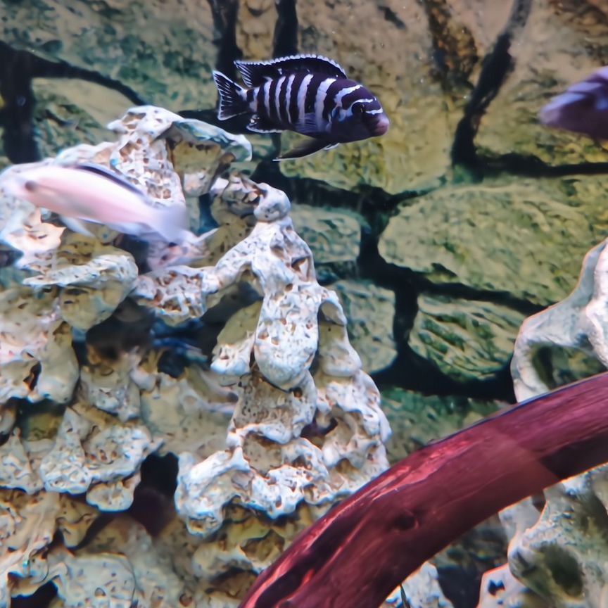 Псевдотрофеус демасони самец