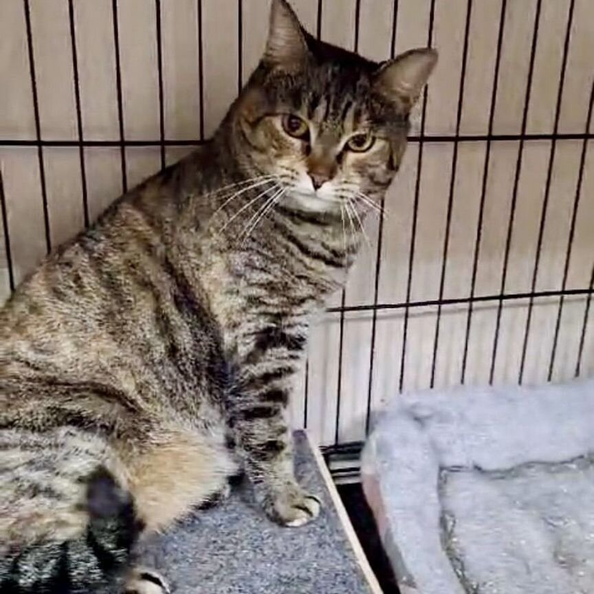 Кошечка Муся в добрые руки