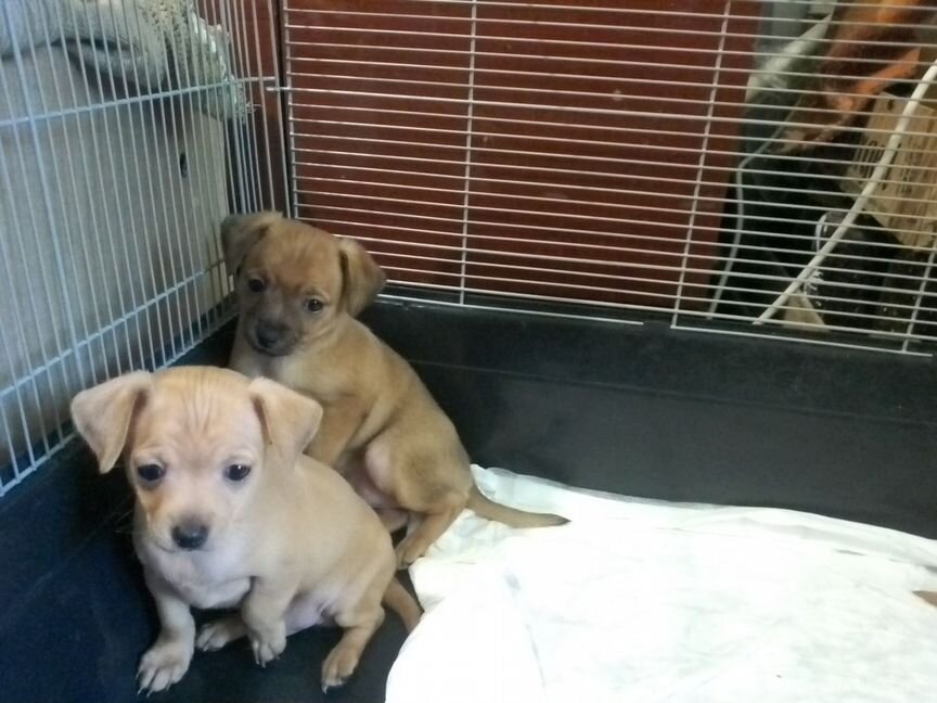 Продам маленькую собаку