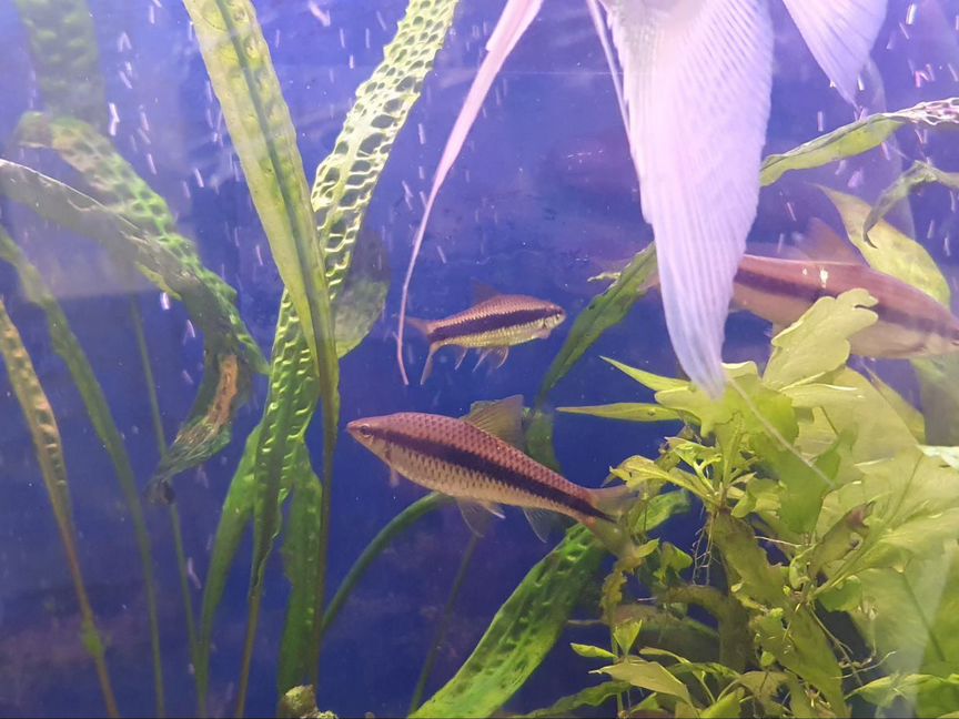 Аквариумные рыбки