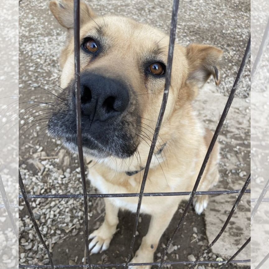 Взрослая собака в добрые руки