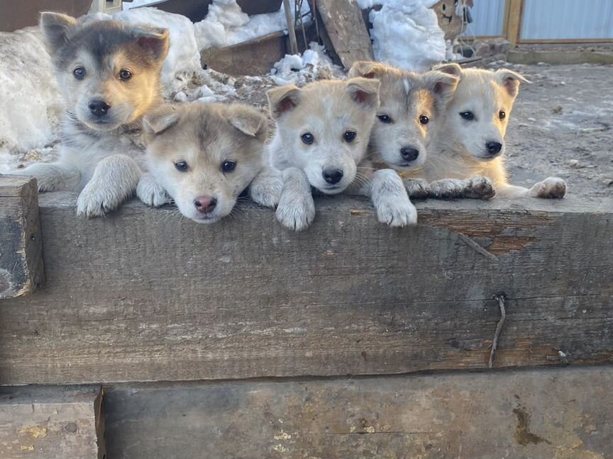 Хаски маламут