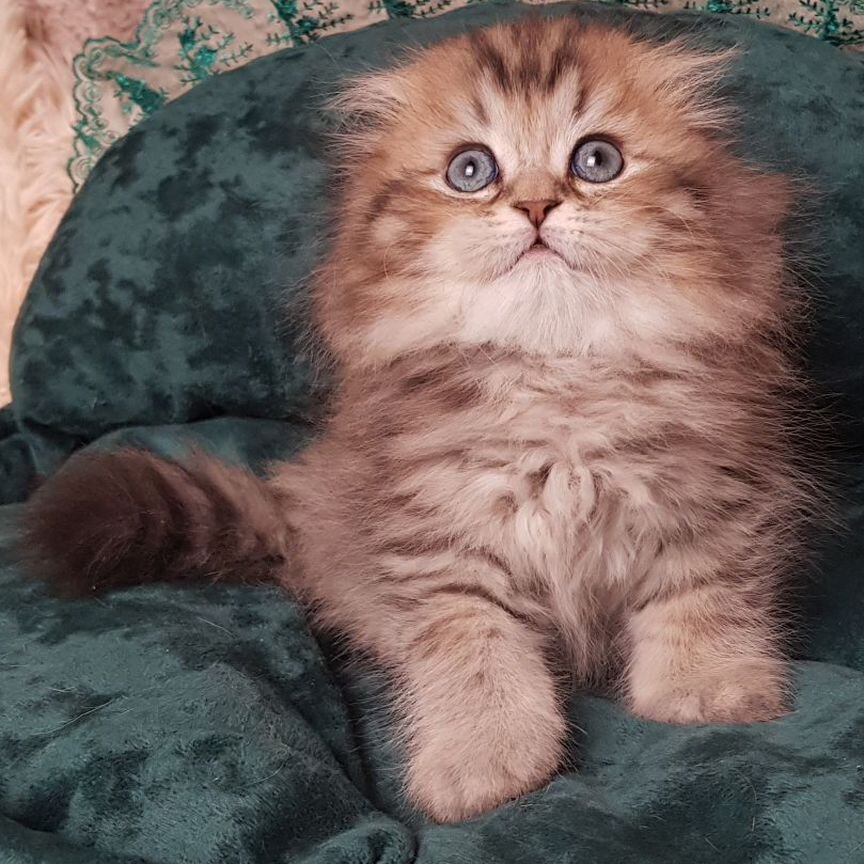 Шотландские котята