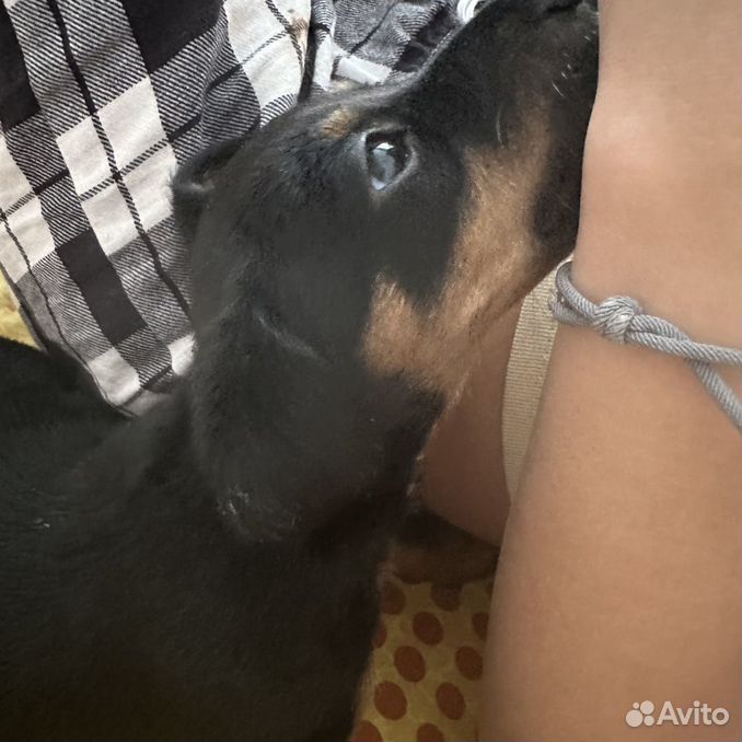 Продаются Ягдтерьры, прививки поставлены