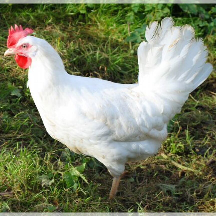 Яичного направления курочки