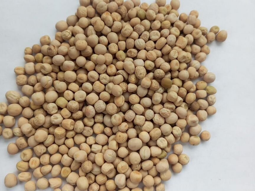 Продам горох продовольственный в мешках 40 т