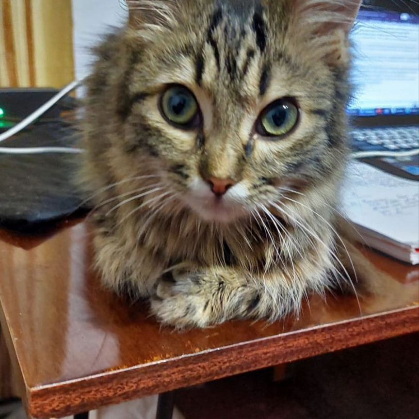 Котенок тигренок 4 мес, пушистый