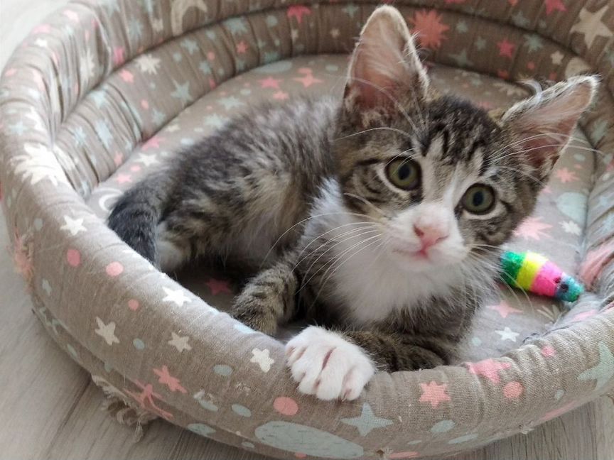 Котятки бесплатно