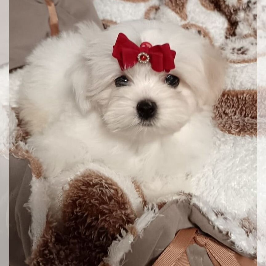 Мальтийская болонка, щенок