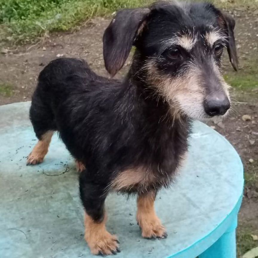 Такса, взрослая собака