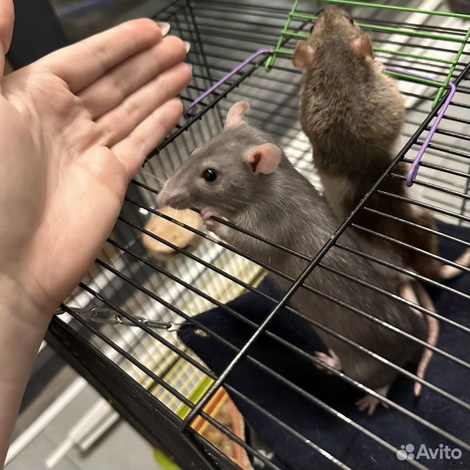 Крысы декоративные бесплатно