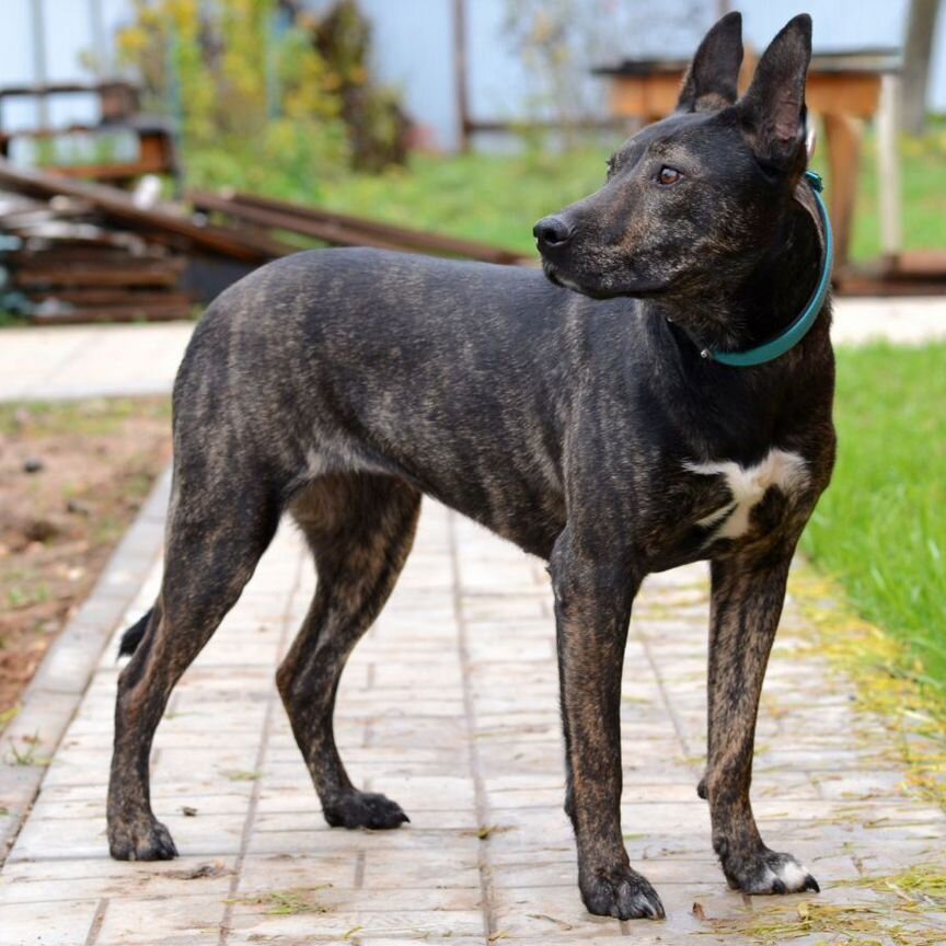 Американский питбультерьер, щенок