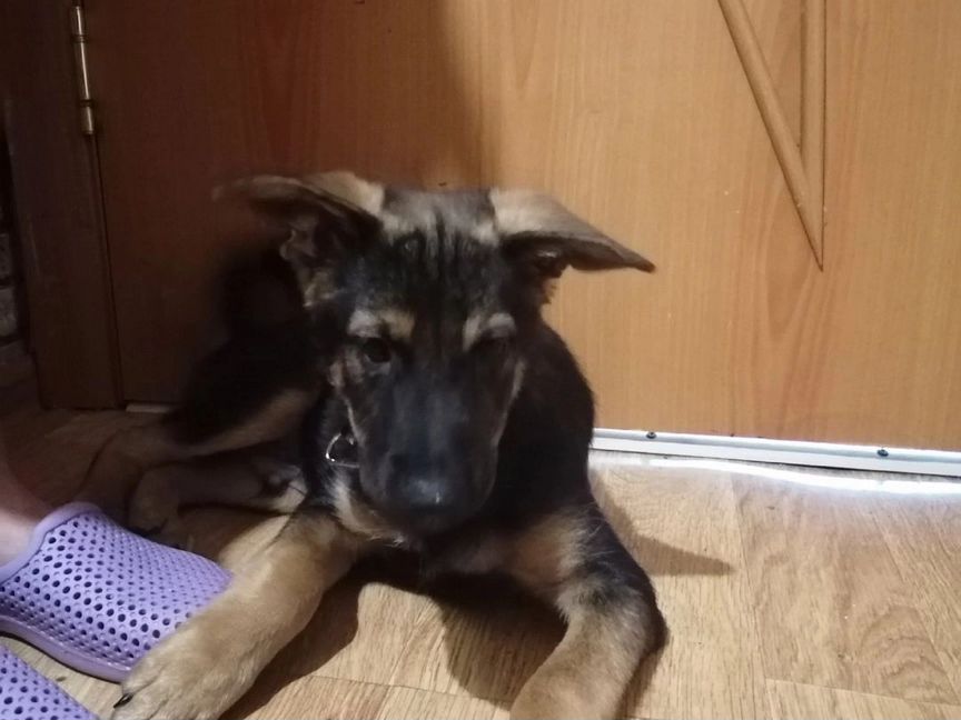 Щенок в добрые руки