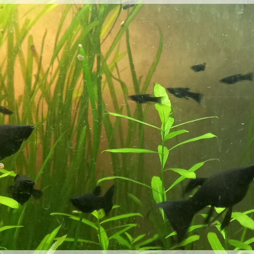 Моллинезии чёрные лирохвостые