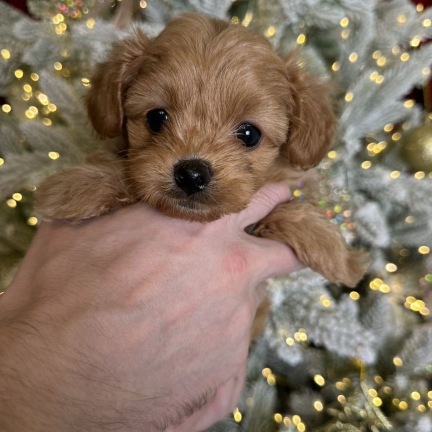 Мальтипу, щенок