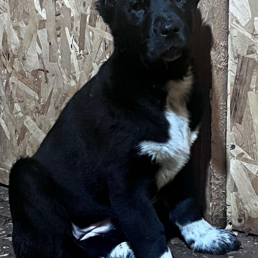 Среднеазиатская овчарка алабай щенки сао щенки сао