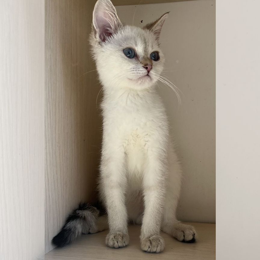 Котики