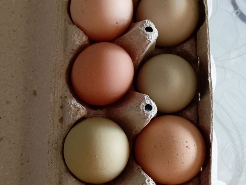 Циплята суточные несушки кросы и бройлеры