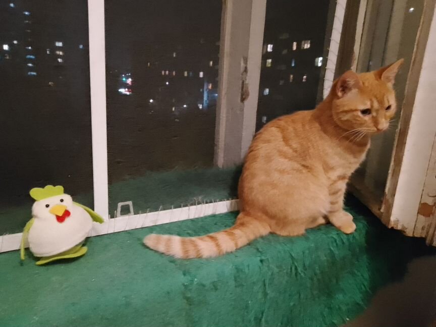 Братья рыжий и серенький