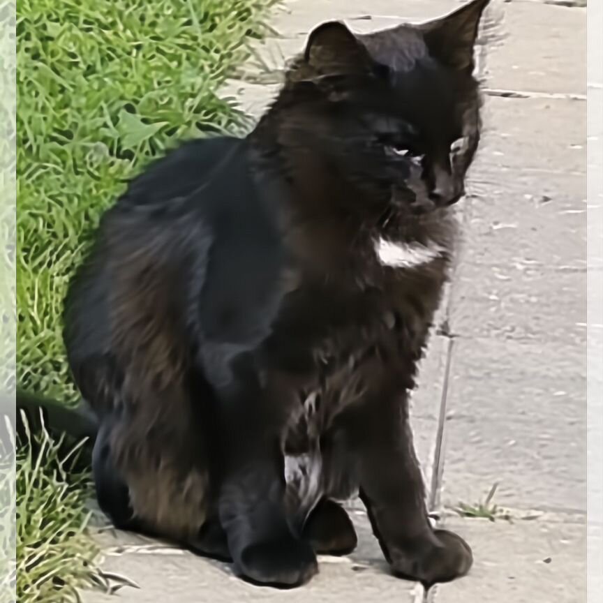 Котик