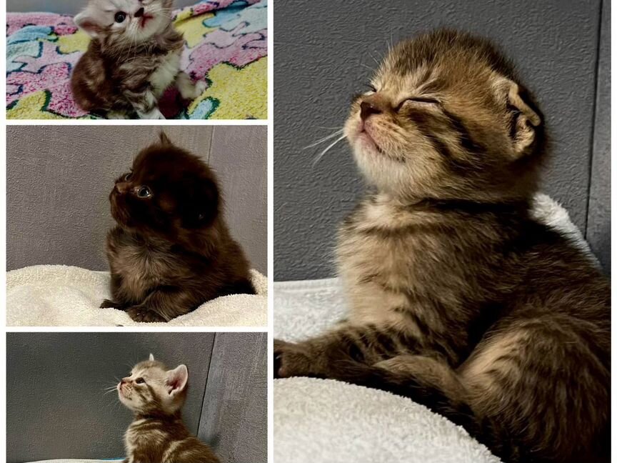 Шотландские котята