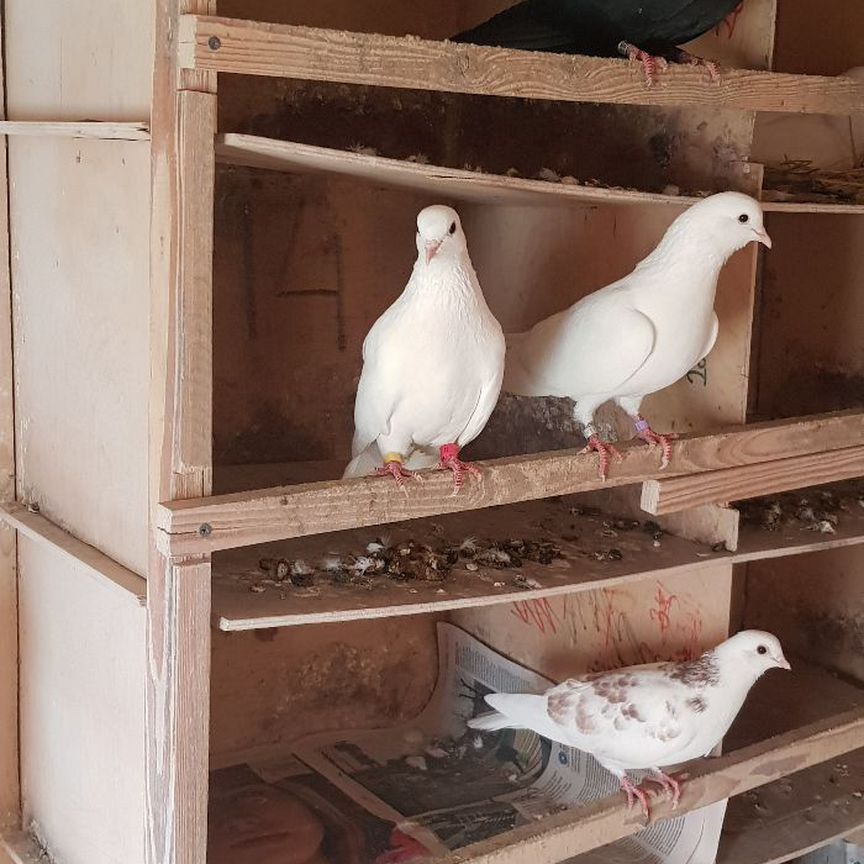 Голуби пермские