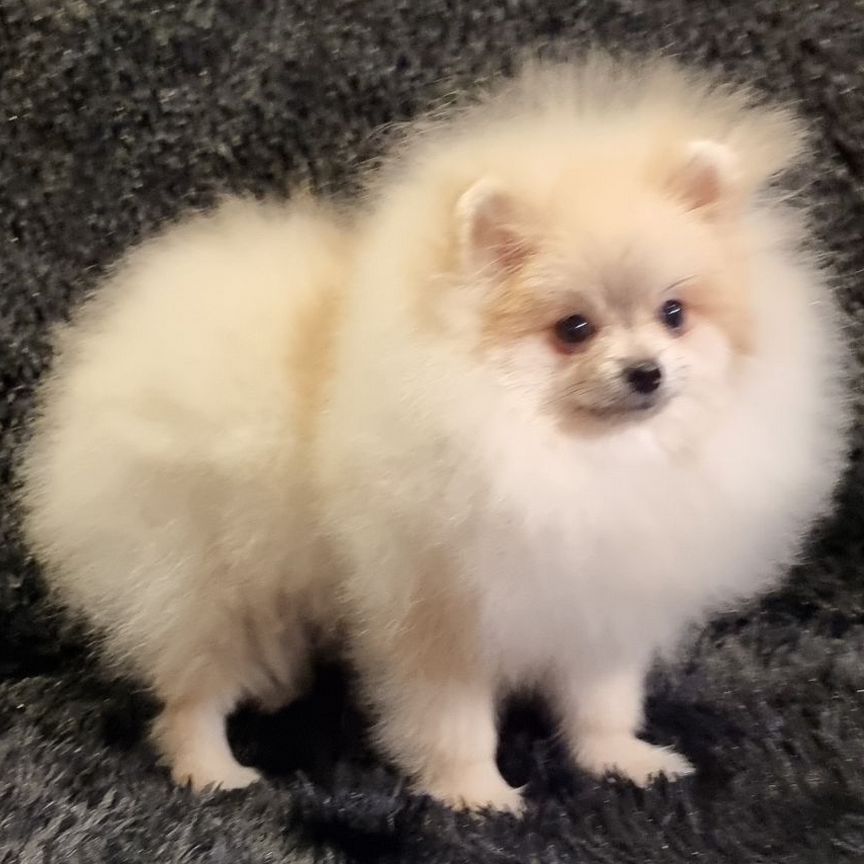 Пушистый медвежонок, мини шпиц
