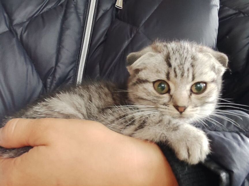 Котёнок шотландский вислоухий серый полосатый