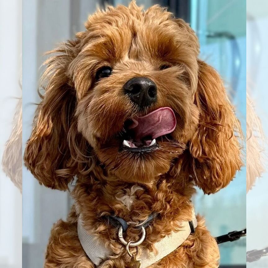 Палочки для собак