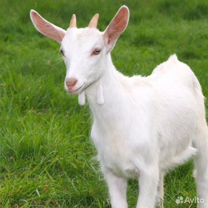 Козы оптом и в розницу