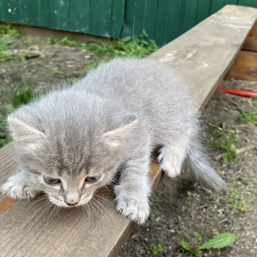 Котята, котенок