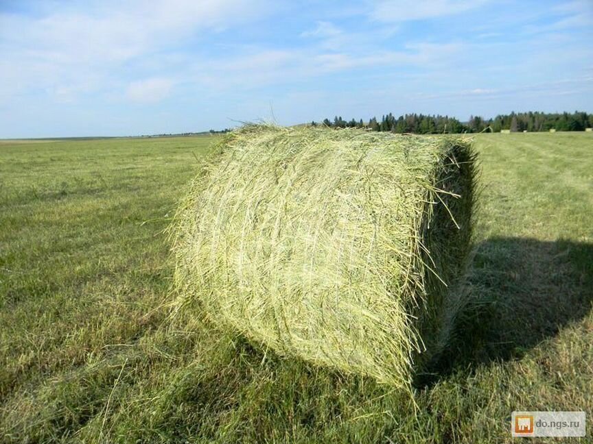 Продаётся сено (суданка)