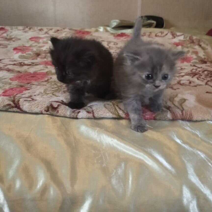 Красивые котята в добрые руки
