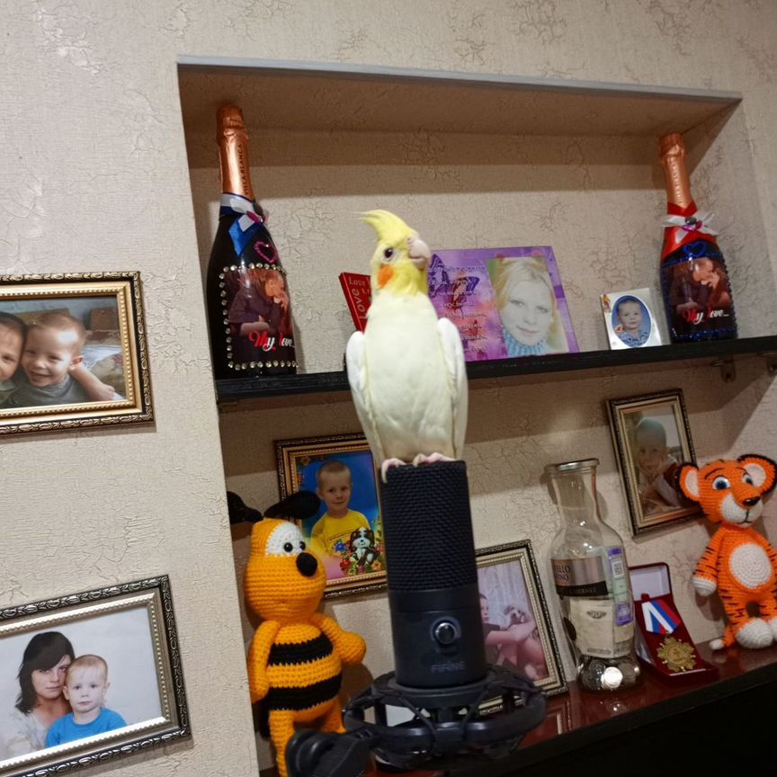 Попугай корелла с клеткой