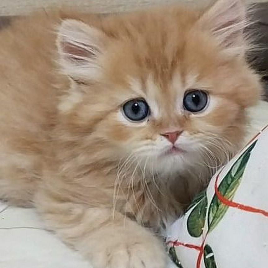 Шотландский котик