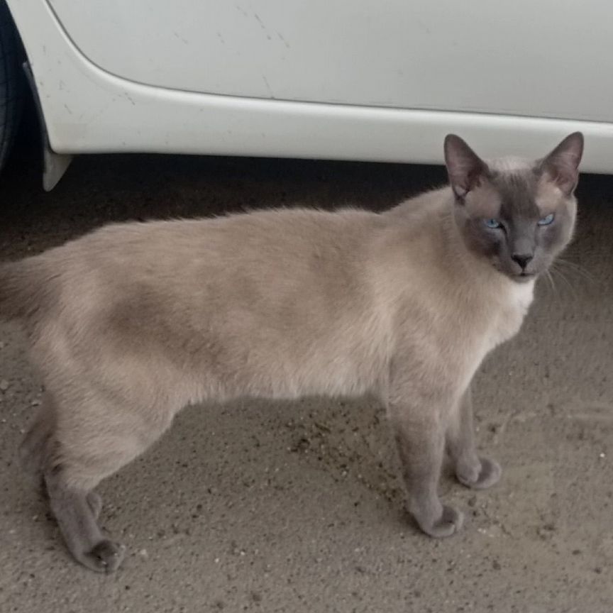 Кот или кошка